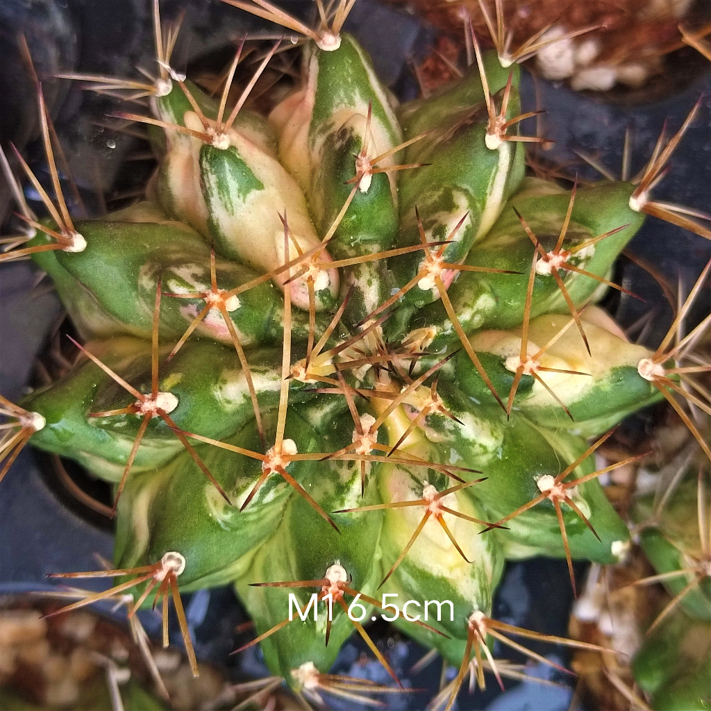 GYMNOCALYCIUM ID MARBLE CACTUS (OFFSETS WITH SHORT ROOTS) | Shopee Malaysia