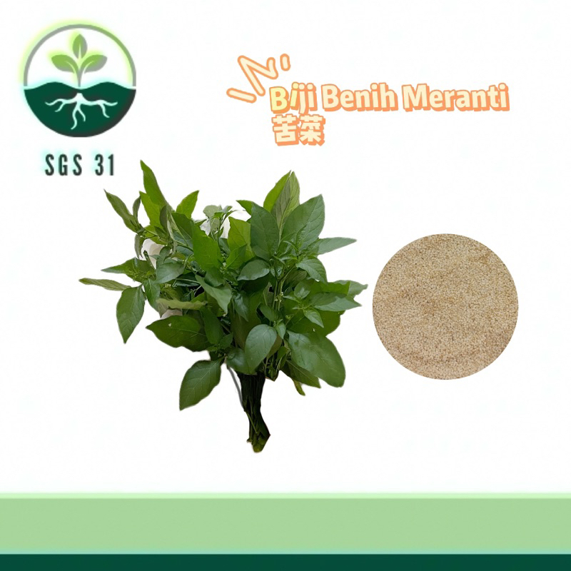 Biji Benih Meranti 苦菜种子 pek kecil | Shopee Malaysia