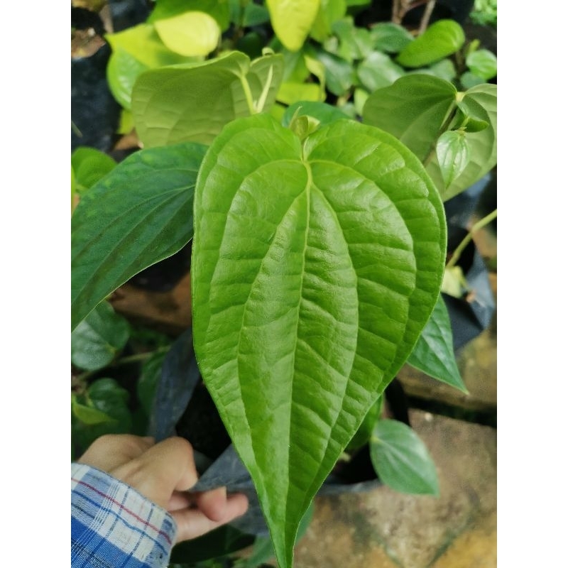 Happy Garden - Pokok Daun Sireh | Shopee Malaysia