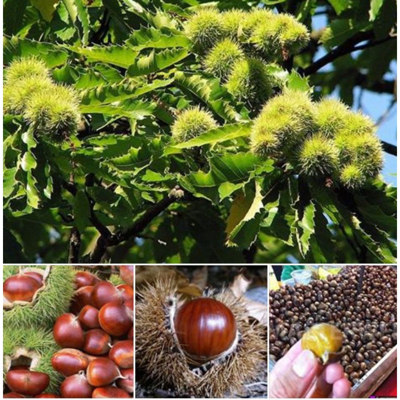 Anak Pokok Buah Berangan Hybrid (Kawin) | Shopee Malaysia