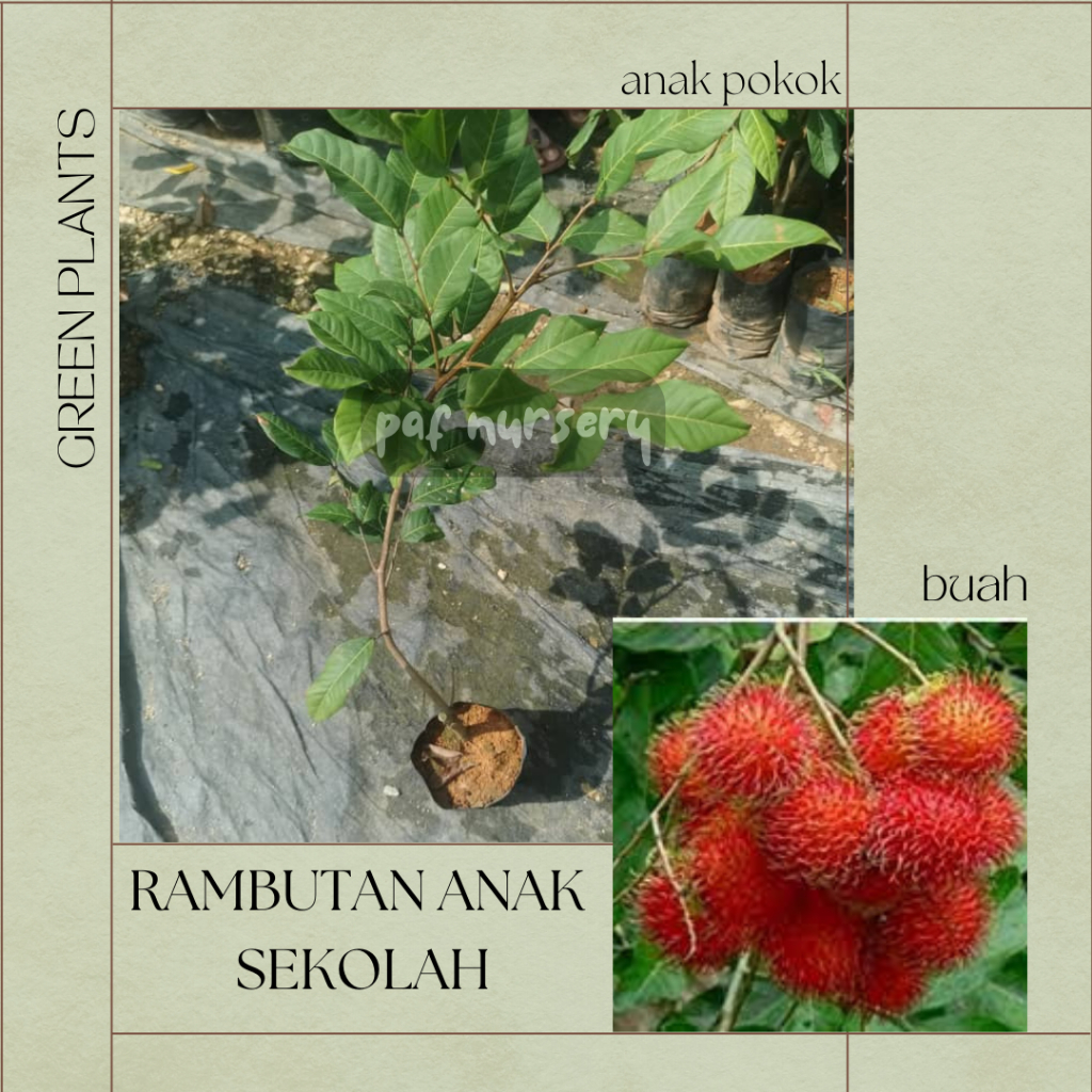 Anak pokok Rambutan anak sekolah | Shopee Malaysia
