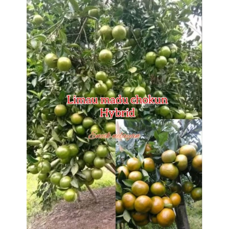 Pokok besar.Anak pokok limau madu hybrid. | Shopee Malaysia