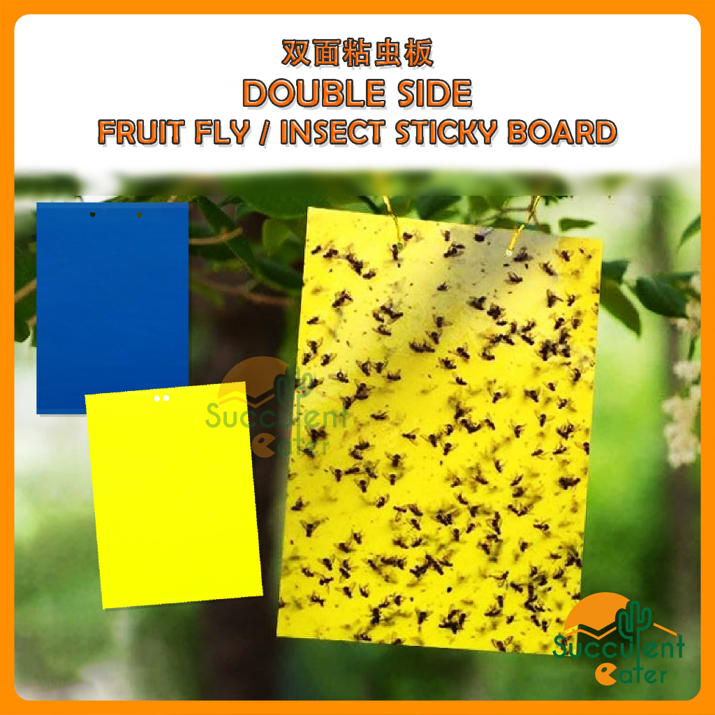Fruit Fly Double Sided Sticky Board Pelekat Serangga 果蝇双面粘虫板 | Shopee ...