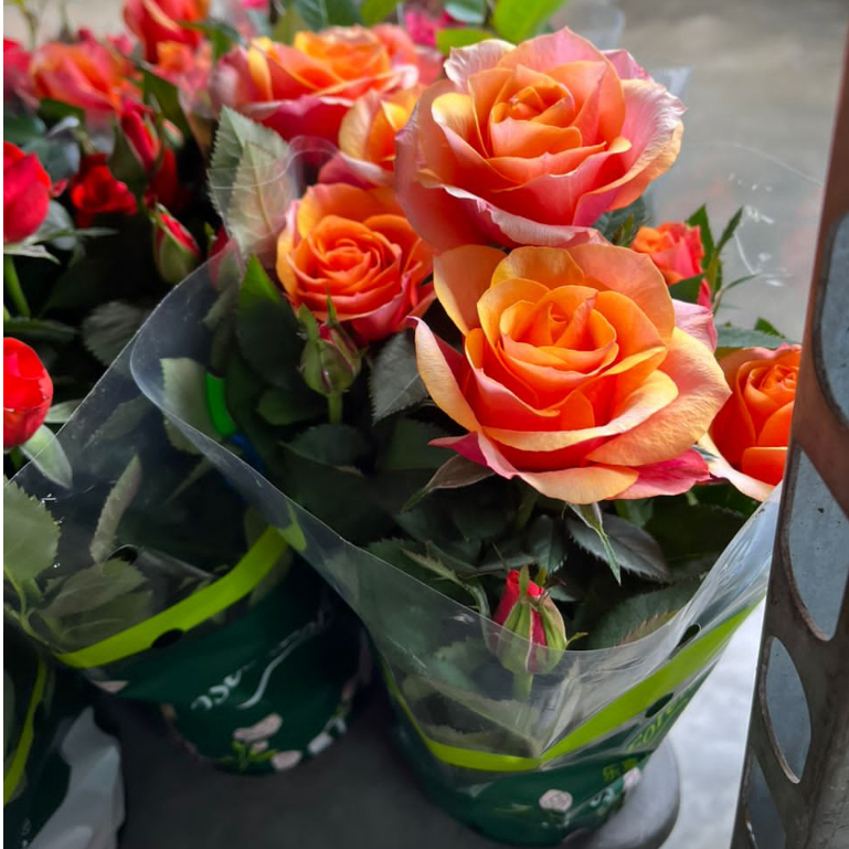 【UnclePot】Cameron Rose Pot Forever 玫瑰 (Live plants)(Denmark Branded ...