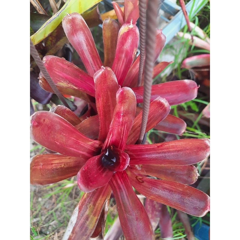 Bromeliad Neoregelia variageted Fire Ball | Shopee Malaysia