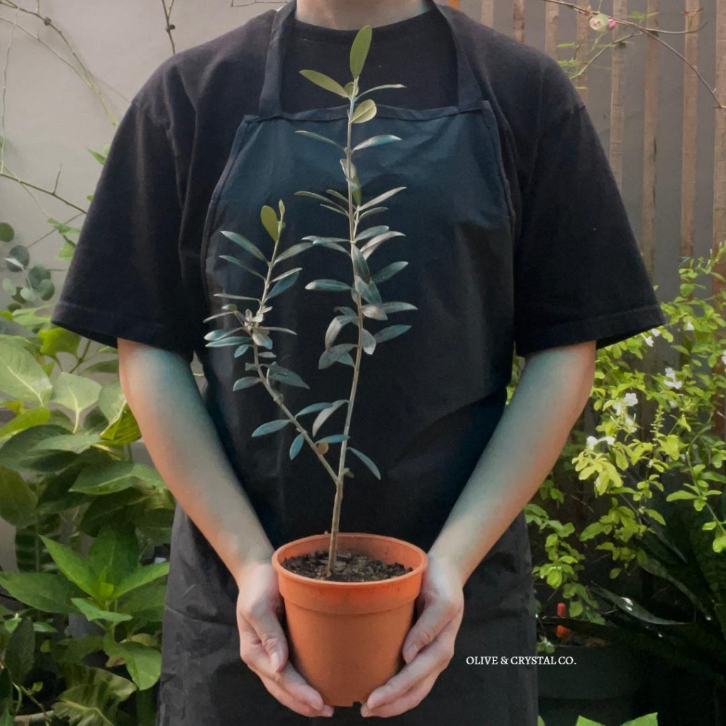 Real Life Olive Tree/ Anak Pokok Zaitun Hidup/ 活橄榄树/ Living Olive Plant ...