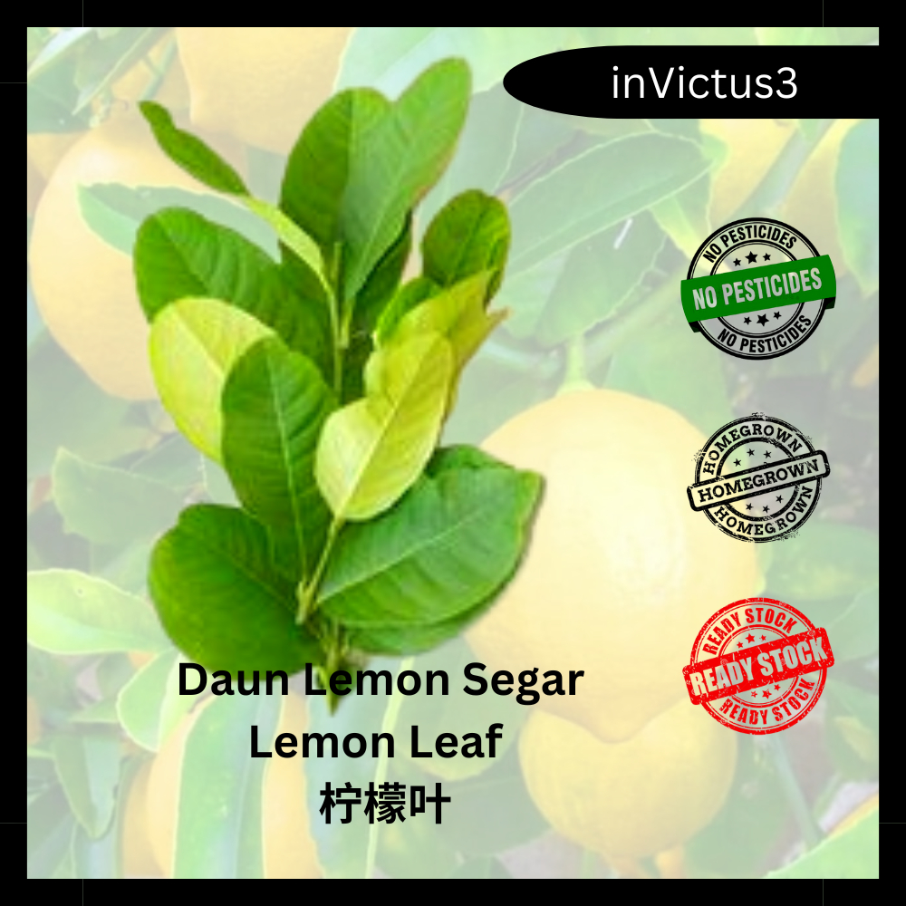 Daun Lemon Segar Fresh Lemon Leaf 鲜柠檬叶 | Shopee Malaysia
