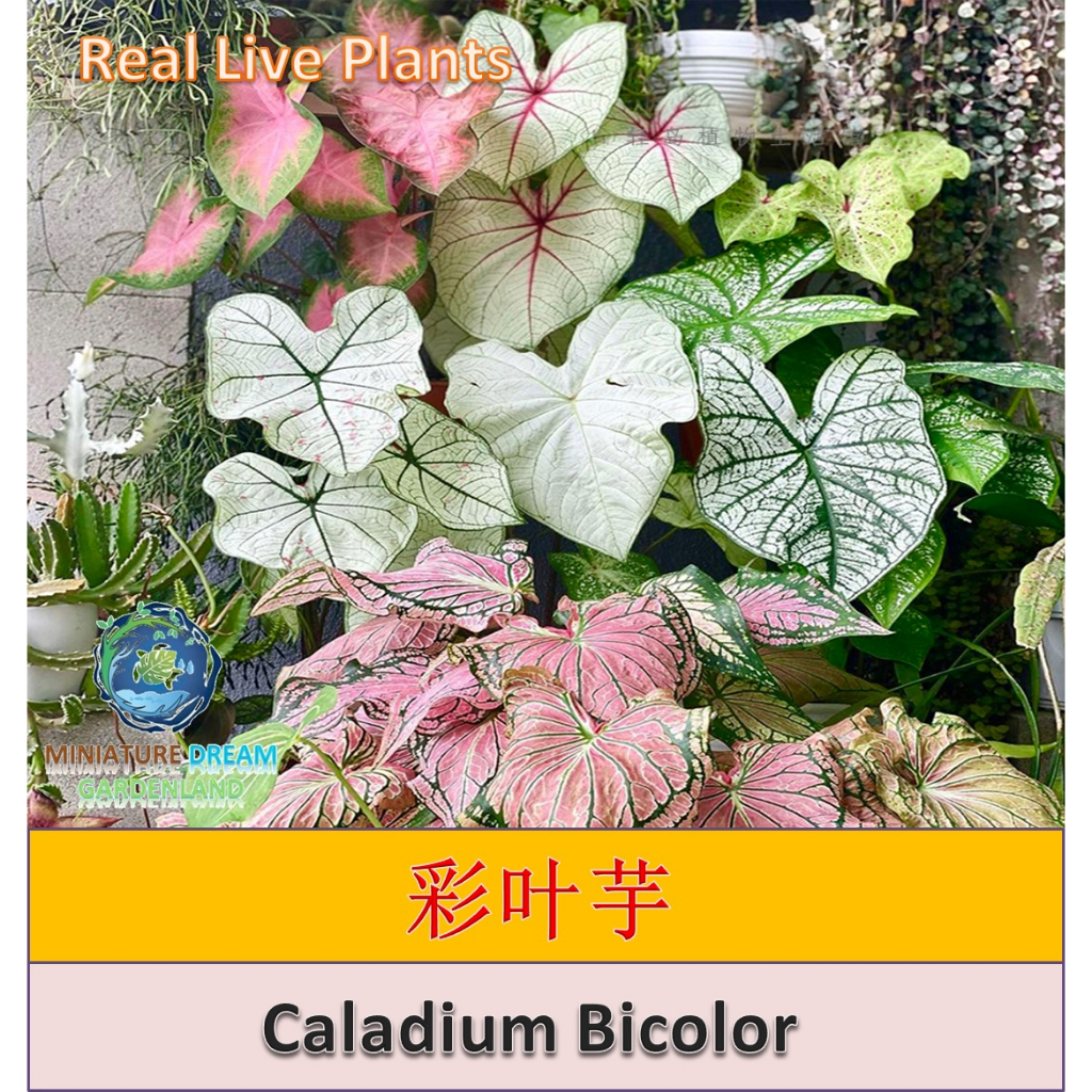 【Ready Stock/现货】Real Live Plant Rare Species Thai Caladium Bicolor 彩叶芋 ...
