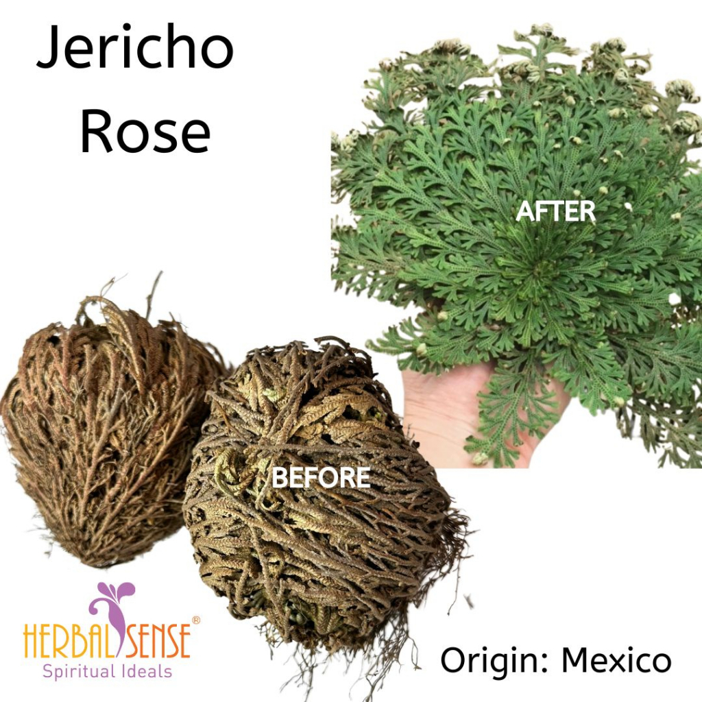 Rose of Jericho Resurrection Flower Bring Good Fortune From Mexico ...