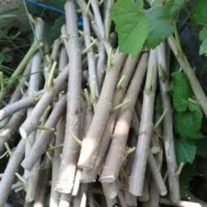 Keratan batang pokok mulberi kampung 5 pcs | Shopee Malaysia