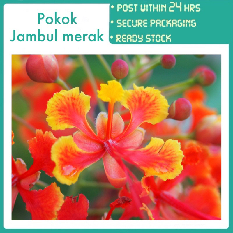PBN - Pokok jambul merak kembang patra bunga kacang Caesalpinia ...