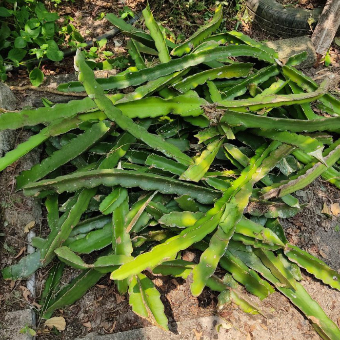Red Dragon Fruits Trees / Benih Anak Pokok Buah Naga Merah / 火龙果苗 / 龙珠果苗 | Shopee Malaysia