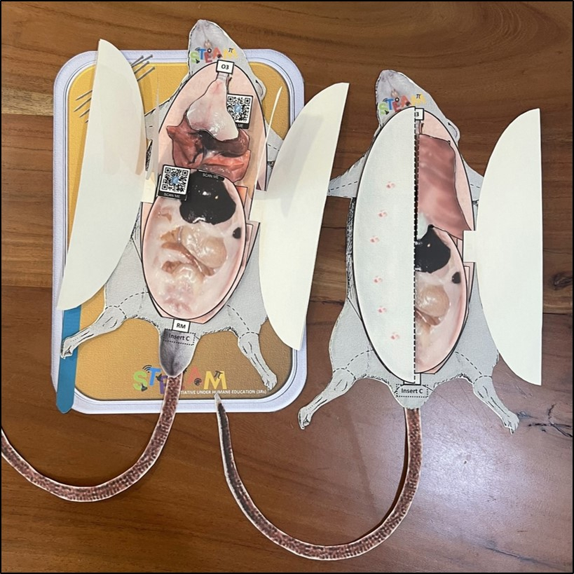 RatzKit: 3D Rat Paper Model (A3 Size - SELF CONSTRUCT) | Shopee Malaysia