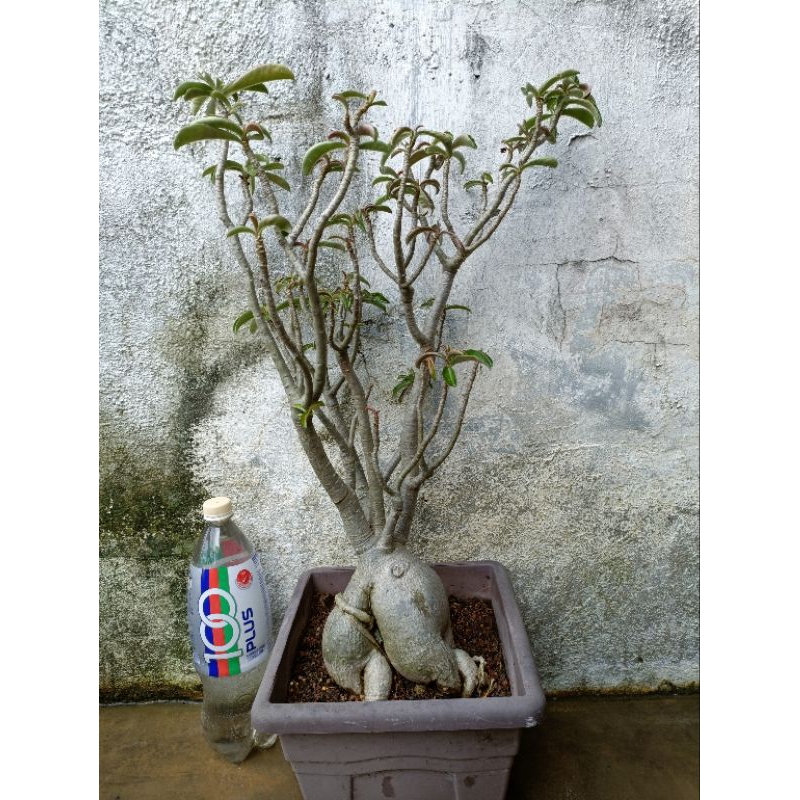 Adenium Obesum Big Plant (Red and Pink Flower) | Shopee Malaysia