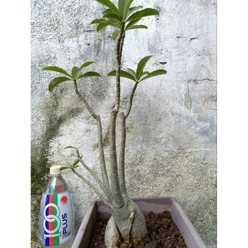 Adenium Arabicum Daun Batik/Varigated Leaves | Shopee Malaysia