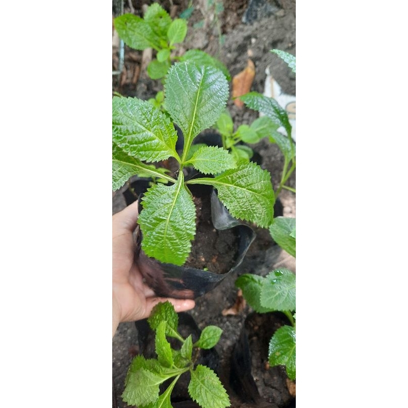 (現貨)ready stock/紫花玉龍鞭苗/stachytarpheta jamaicensis (blue porterweed ...