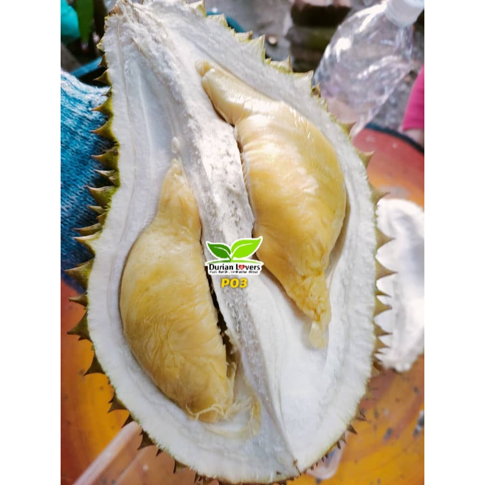 ANAK BENIH POKOK DURIAN KLON BULUH TEMBAGA | Shopee Malaysia
