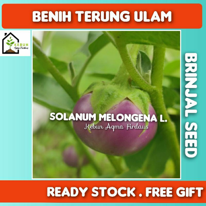 Biji Benih Terung Ulam, Terung Mini Unggu 50 biji, Brinjal seed ...