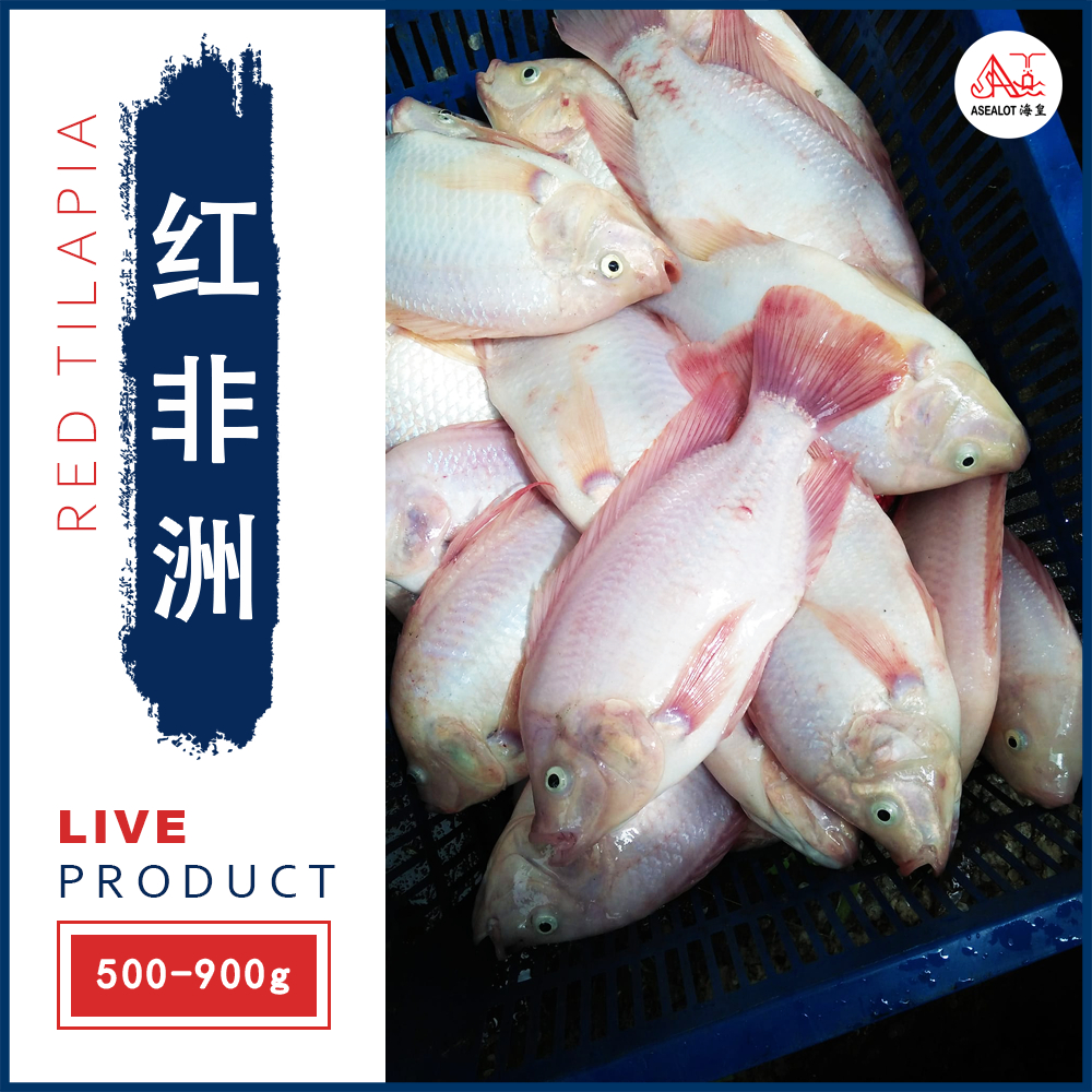 Live Merah Talapia | Live Red Tilapia | 红非洲鱼 | Shopee Malaysia