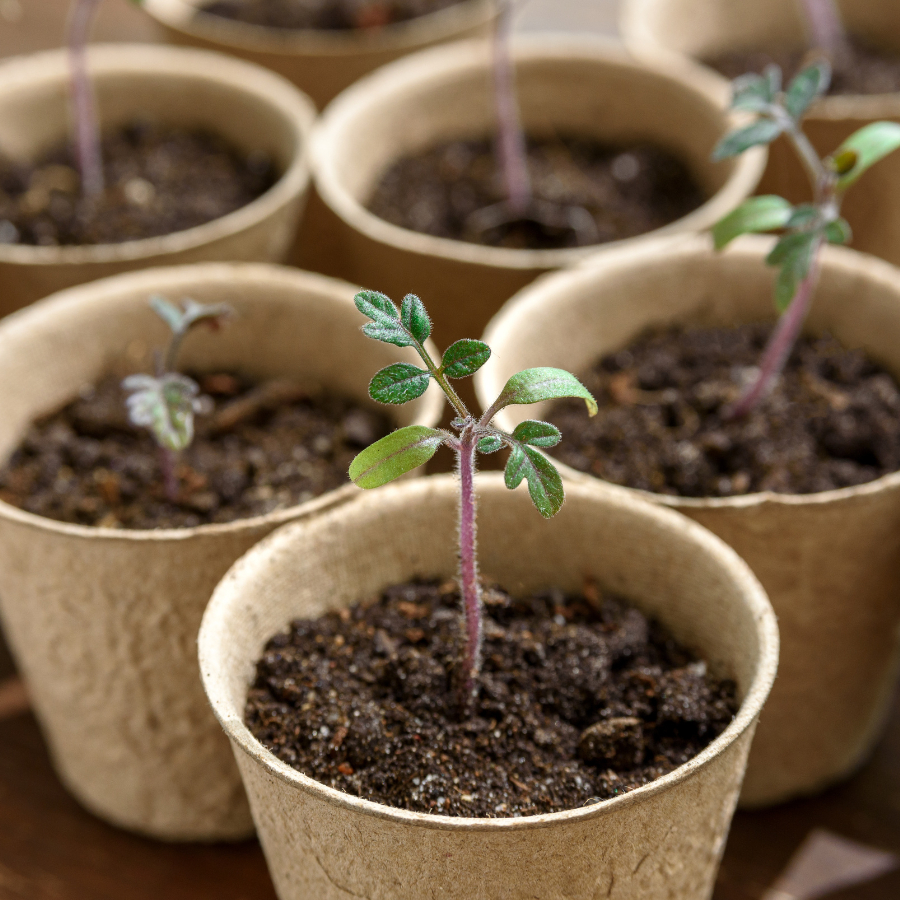 6cm/ 8cm (25pcs per pack) Biodegradable Organic Paper Pulp Pot Plant ...