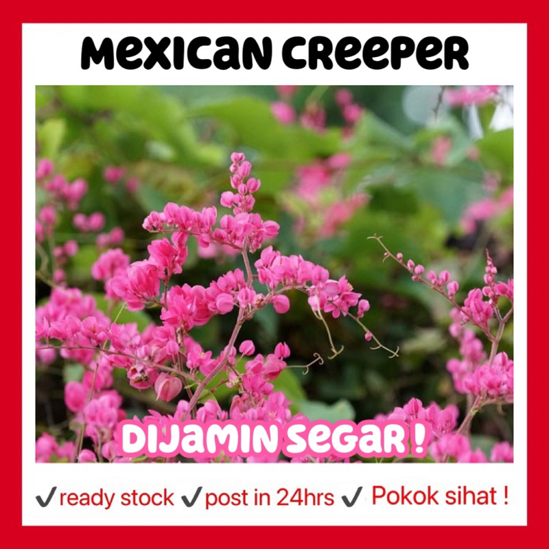 RINA • Mexican creeper • Antigonon leptopus pokok air mata pengantin ...