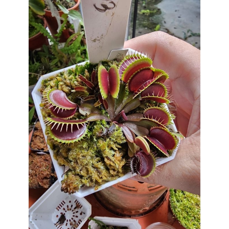 Dionaea Muscipula "Pink Venus" Venus Flytrap Carnivorous Plant | Shopee ...