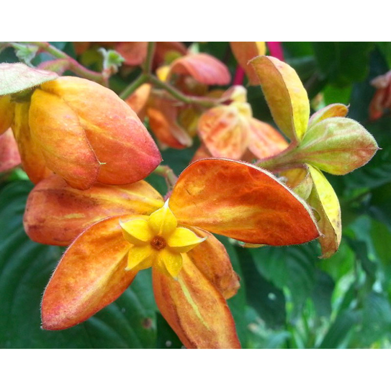 (GG real plant)mussaenda ^ bunga janda kaya putih mussaenda dona pokok ...