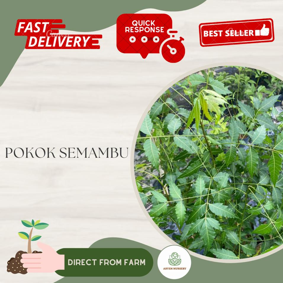 Aryen Nursery || Pokok Semambu / Neem Tree | Shopee Malaysia