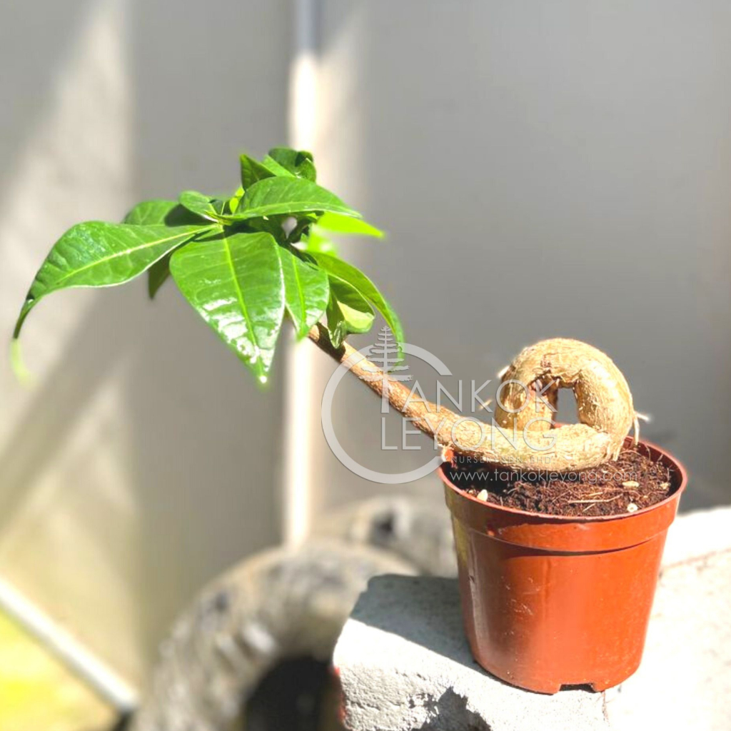 TKL - Pachira 66 Big Luck Curving Shaped 六六大顺发财树/美钞树 | Shopee Malaysia