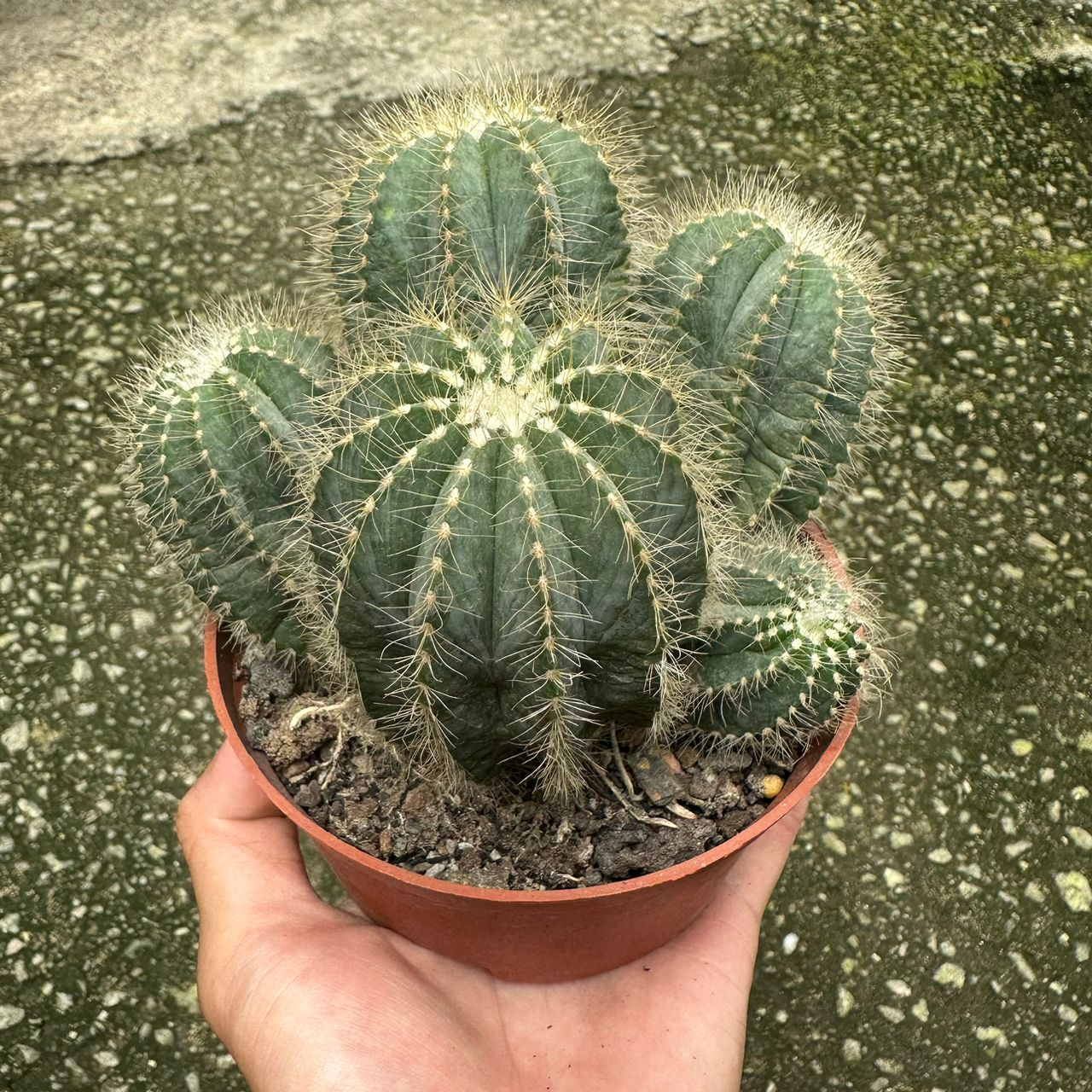 GPS Green Plant Society Live Cactus Parodia Magnifica 多头银晃玉 仙人掌 ...