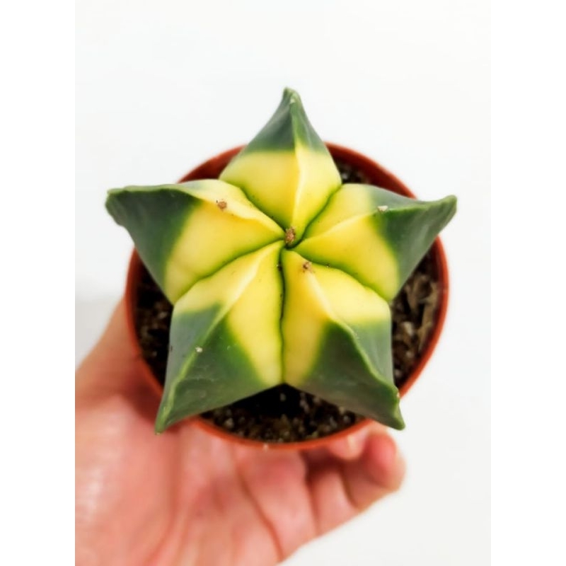 WAF rare Cactus Astrophytum Myriostigma / Silver Varegata 鸾凤玉锦 with ...