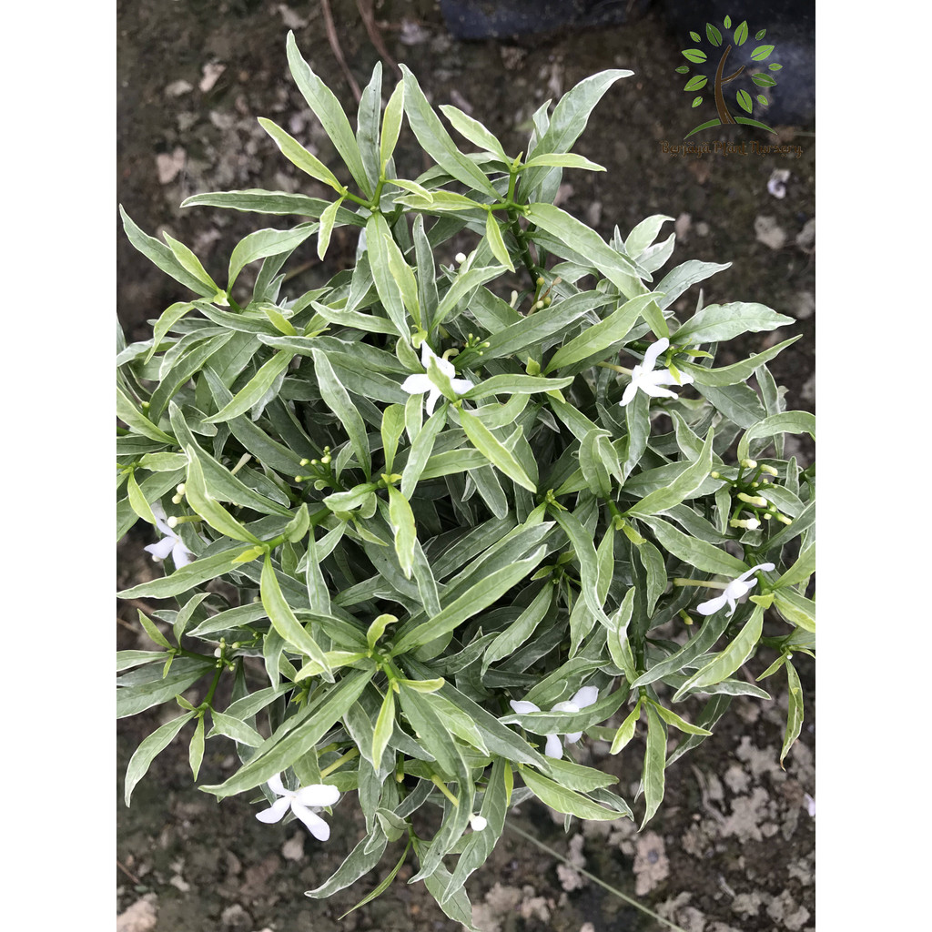 pokok jeliti varigated# outdoor plant # pokok hidup # pokok jasmin ...