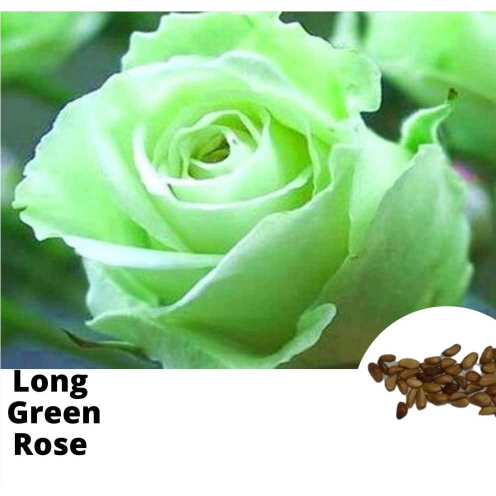 Biji Benih Bunga 50pcs Mawar Rose water Flower Garden Plant Seeds ...