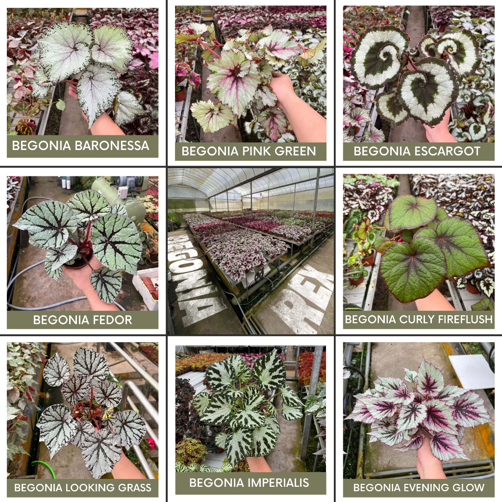 【UnclePot】Begonia Rex Pot set 3 秋海棠 (2seed1pot) (Live plants)(indoor ...