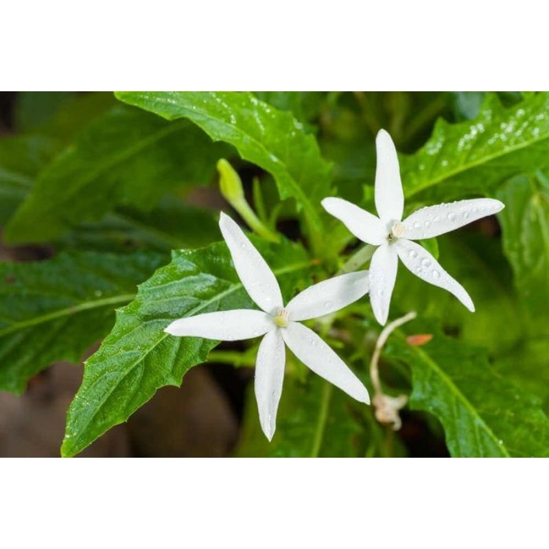 Benih Bunga Kitolod / Bintang 5 (2 Pokok) | Shopee Malaysia