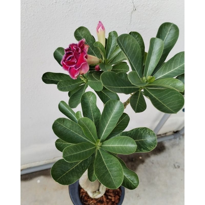 POKOK BUNGA KEMBOJA ADENIUM | Shopee Malaysia
