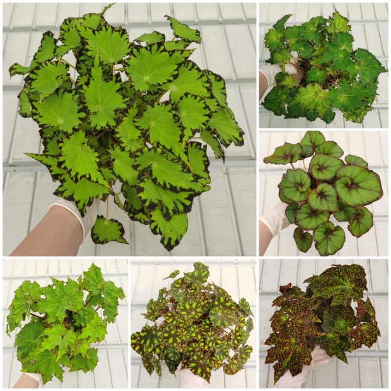 NMS/Begonia Rex/Asam Batu/Begonia Plant 秋海棠 [Jive, Curly Fireflush ...