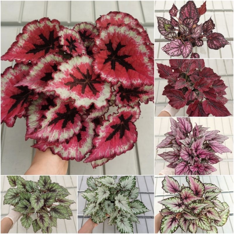 NMS /Begonia Rex/Asam Batu/Begonia Plant 秋海棠[ Finest Wonder, Venetian ...