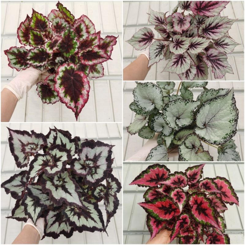 NMS/Begonia Rex/Asam Batu 秋海棠 [Butterfly, Evening Glow, Katherine, Red ...