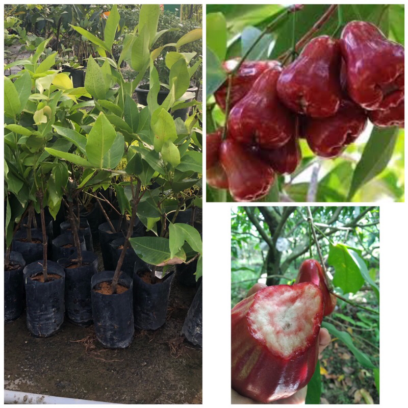 Anak pokok jambu madu thailand original | Shopee Malaysia