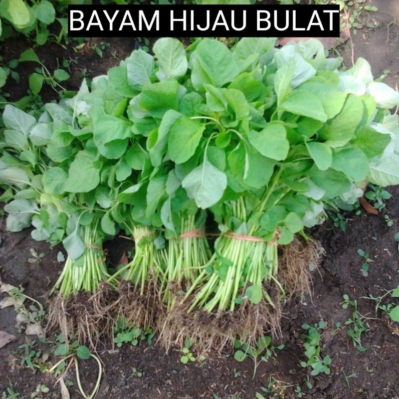 BENIH BAYAM HIJAU BULAT.GREEN AMARANTH SEEDS. | Shopee Malaysia
