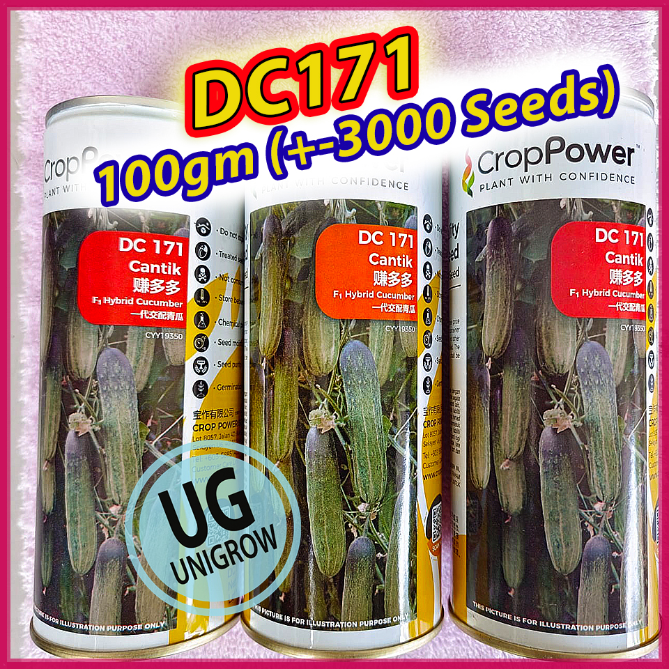 (100gm) +-3000 Biji F1 Cantik DC171 Timun Benih Crop Power / Cucumber ...