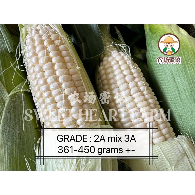 1A/ 2A/ 3A (6-10 PCS/set) | White sweet Corn | jagung susu manis | 💯 ...