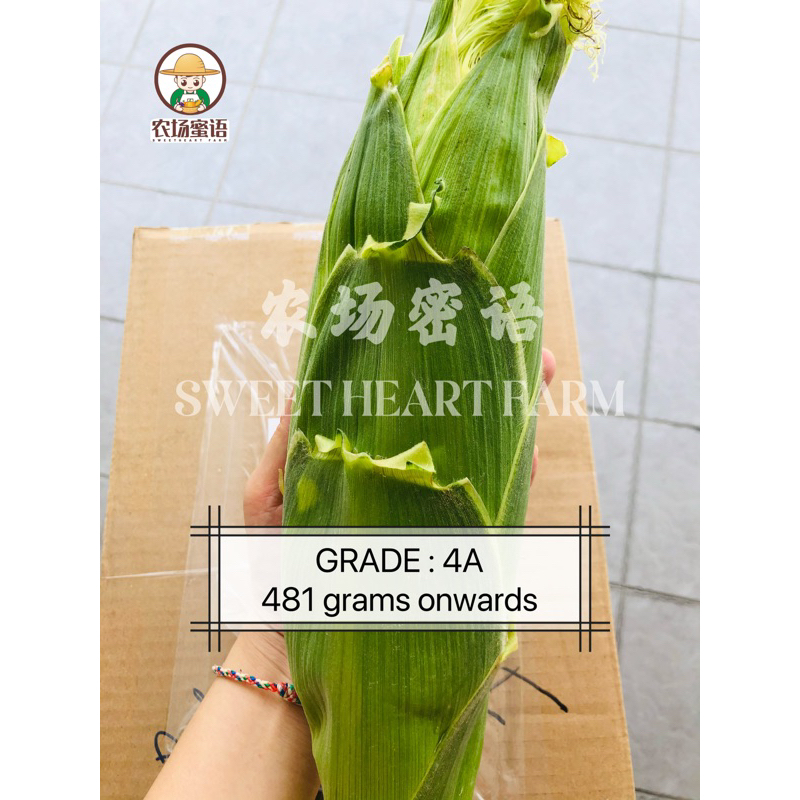 1A/ 2A/ 3A (6-10 PCS/set) | White sweet Corn | jagung susu manis | 💯 ...