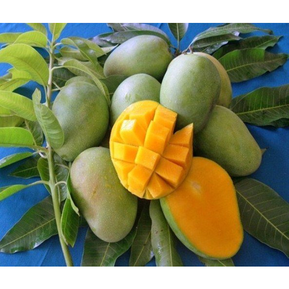 TKL - Pokok Mangga Bibit Harum Manis (Polybag 6x9) | Shopee Malaysia