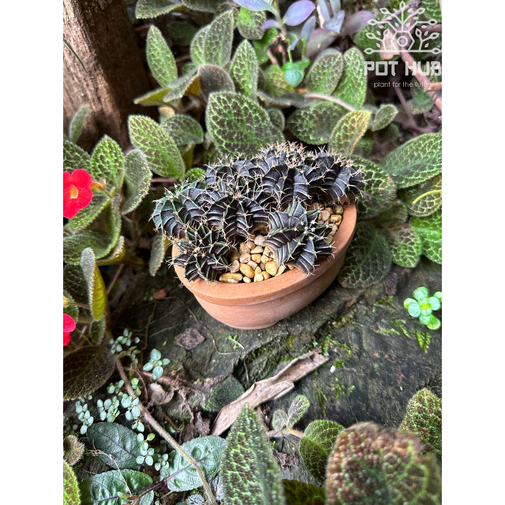POTHUB Gymnocalycium with pot | Shopee Malaysia