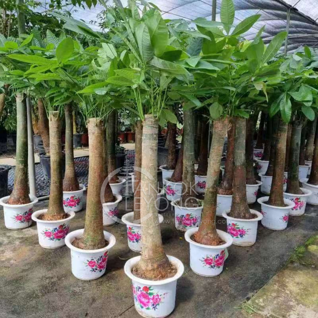 TKL - Super Big Size Pachira Aquatica 40cm-100cm🌿 大型发财树 / 美钞树 40cm ...