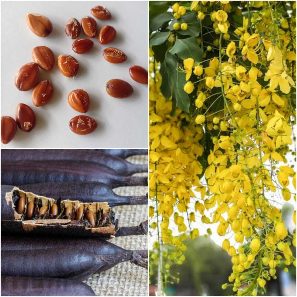 golden Shower seed/pulp/extract powder amaltas (cassia fistula) biji ...