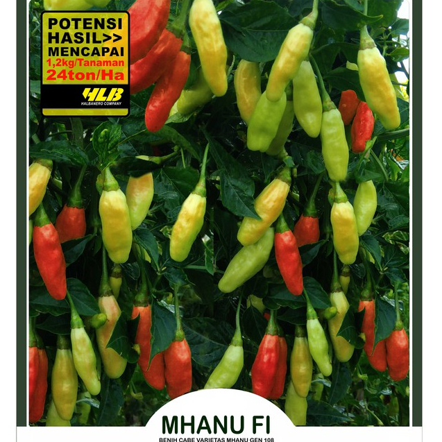 50 biji benih CILI PADI , CABAI MELAKA. CILI KAMPUNG, LADA BURUNG ...