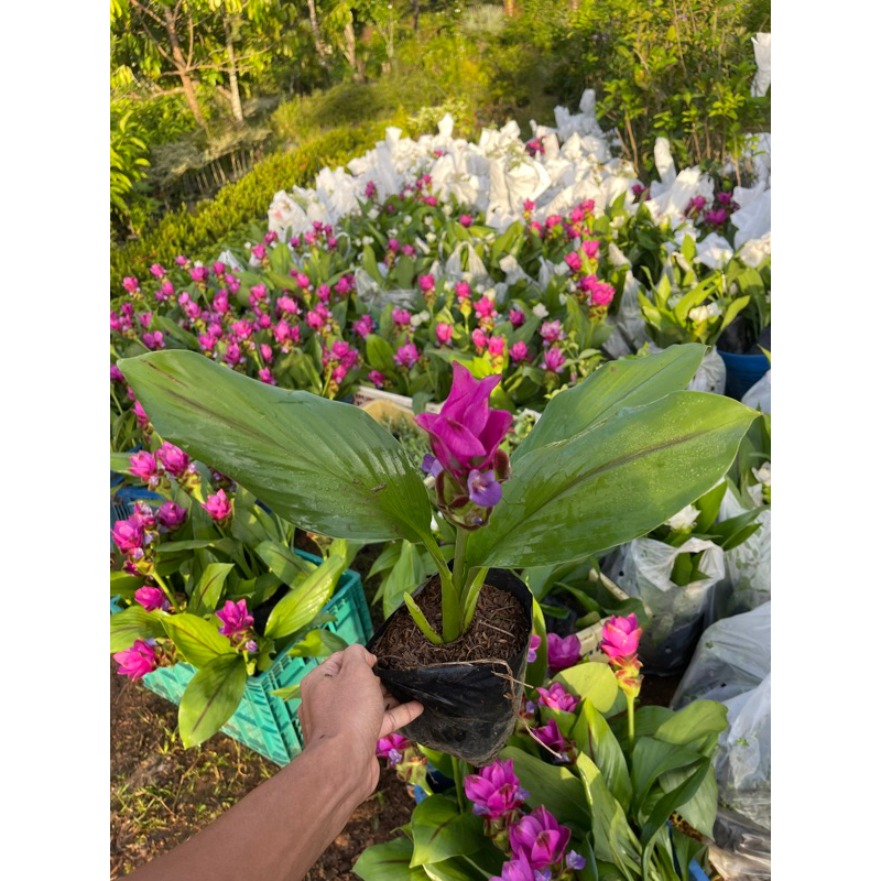 Pokok bunga kunyit / tulip siam ( live plant ) thai murah | Shopee Malaysia